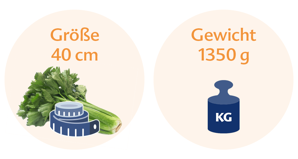 SSW 30: Das ist los in der 30. Schwangerschaftswoche