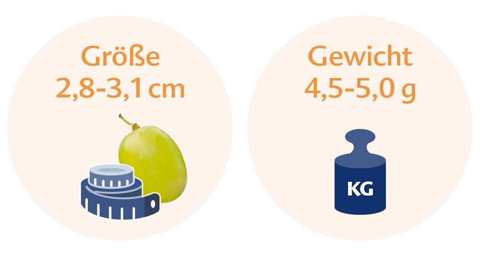 SSW 10: Das passiert in der 10. Schwangerschaftswoche