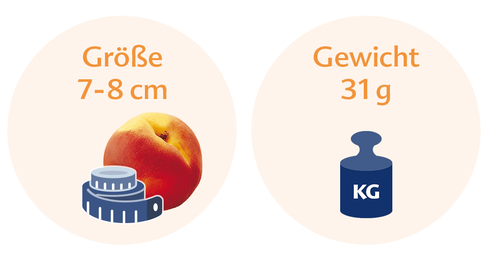 SSW 14: Das passiert in der 14. Schwangerschaftswoche