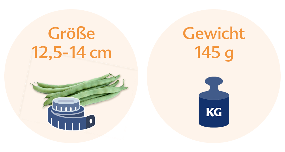 SSW 18: Das ist los in der 18. Schwangerschaftswoche