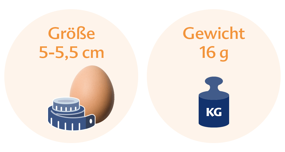 SSW 12: Das passiert in der 12. Schwangerschaftswoche