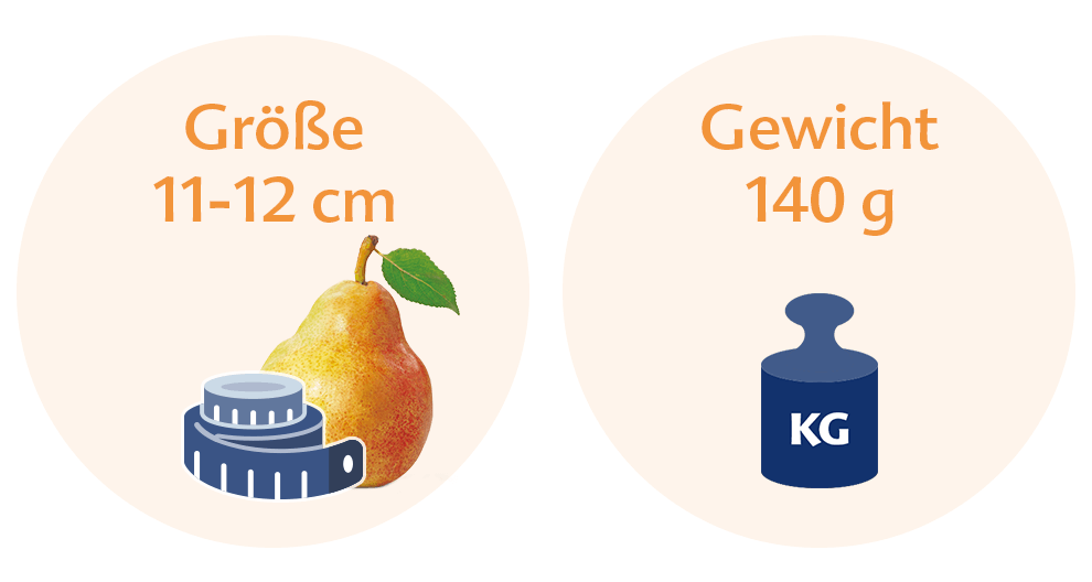 SSW 17: Das ist los in der 17. Schwangerschaftswoche | HiPP